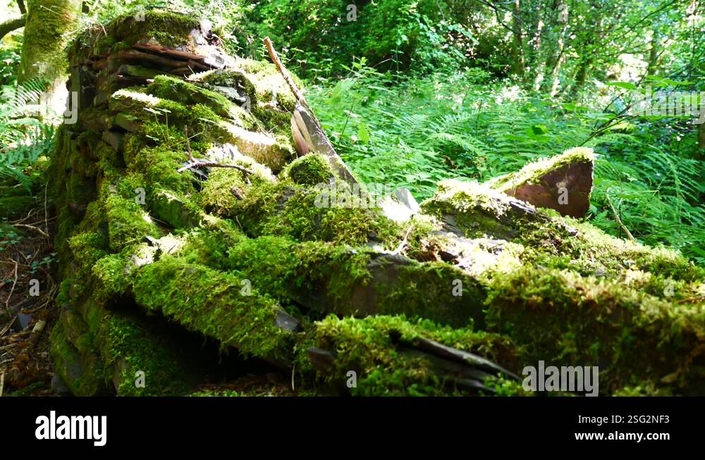 Dense moss covered old stone wall ruins in eerie abandoned overgrown ...
