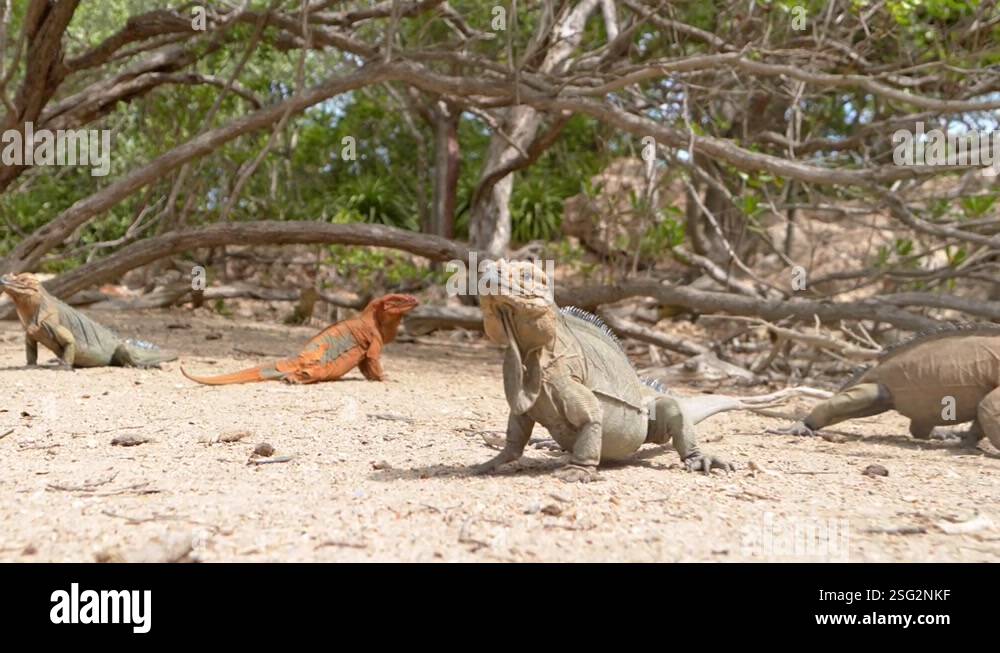Pov dolly forward between many Lizards resting on sandy terrain and ...
