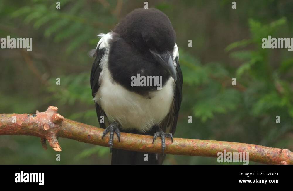 bird magpie on branch perced turn head move forward natural world ...