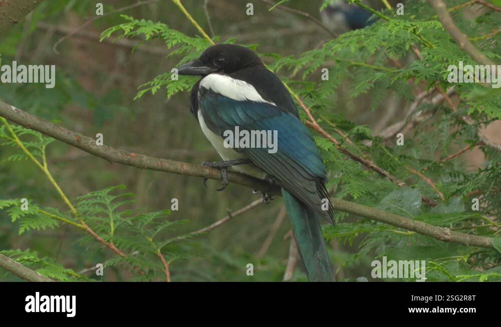 bird magpie on branch perced turn head zoom in natural world norway ...