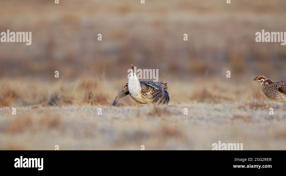 Sharp-tailed Grouse Mating Ritual Dance On Lekking Habitat. Tympanuchus ...