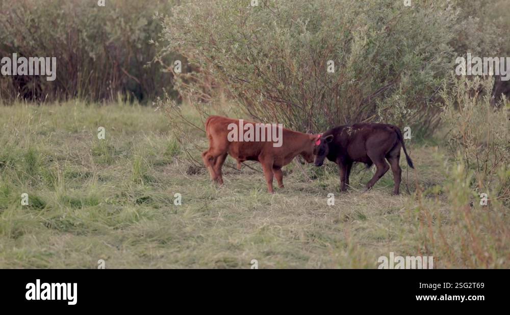 Two young brown cows chase each other and play in field Stock Video ...