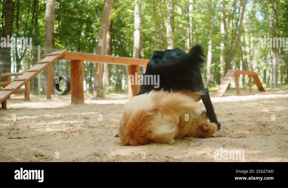 Golden retriever playing with black labrador in playground. Dogs having ...