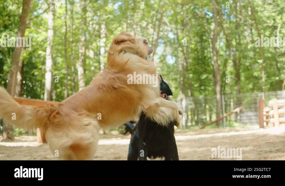 Golden retriever playing with black labrador in playground. Dogs having ...