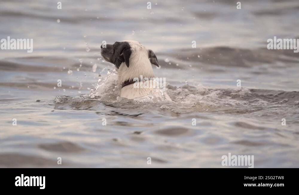 Jack Russell Terrier Swimming Real Fast In The Shallow Water Surface ...