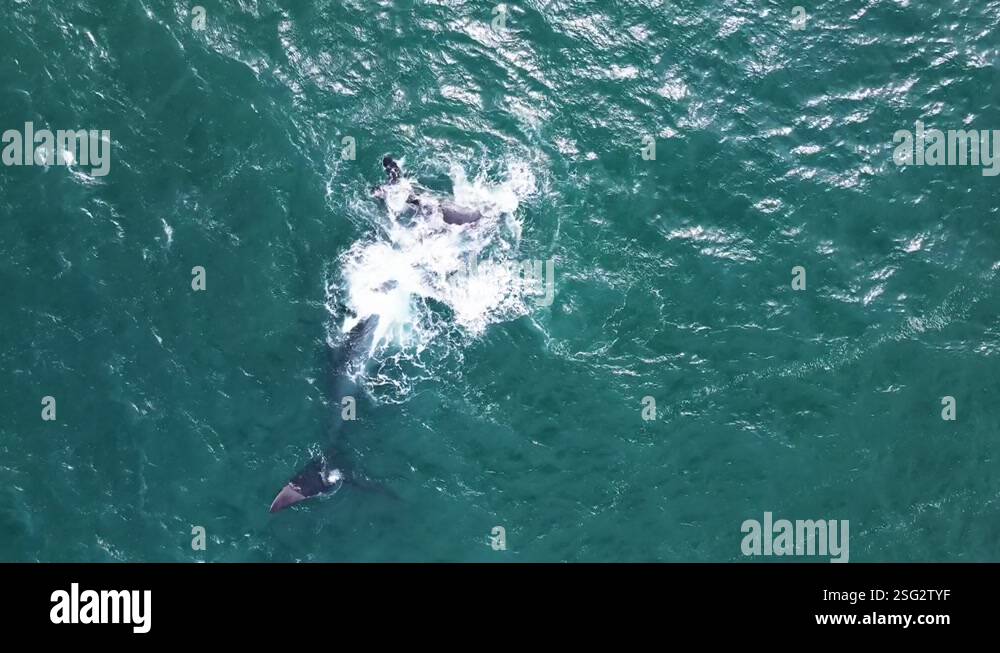 Whale with deformed flippers on her back gets lovingly nuzzled by calf ...