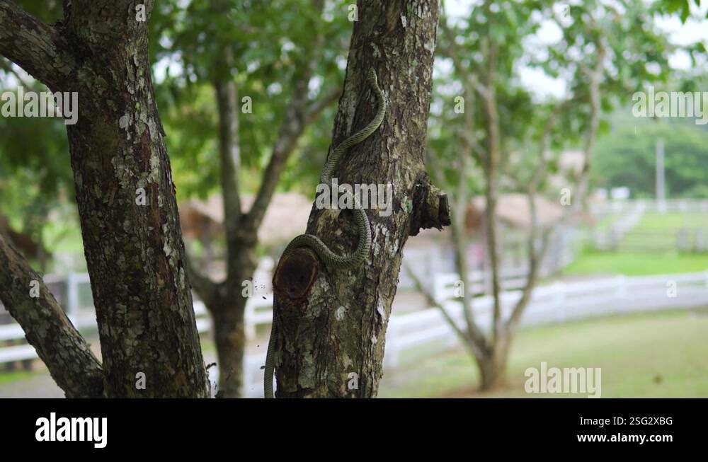 Handheld medium shot tilting up to follow a small snake crawling up a ...