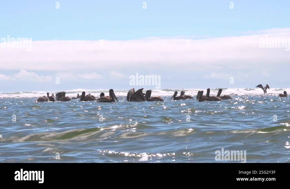 Water level view of Brown Pelicans feeding off Oregon Coast. Slow ...