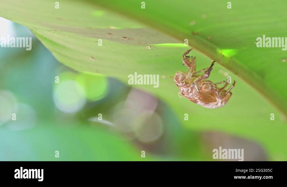 Insect Exoskeleton, Amazing Nature of Cicada Sking Shed onto a Leaf in ...