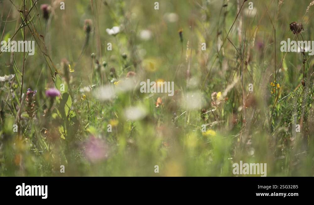 Flowers and thistles growing wildly in a field on a calm, sunny morning ...