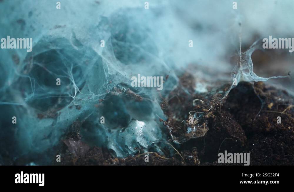 A partial human skull lays on decaying ground covered with with thick ...