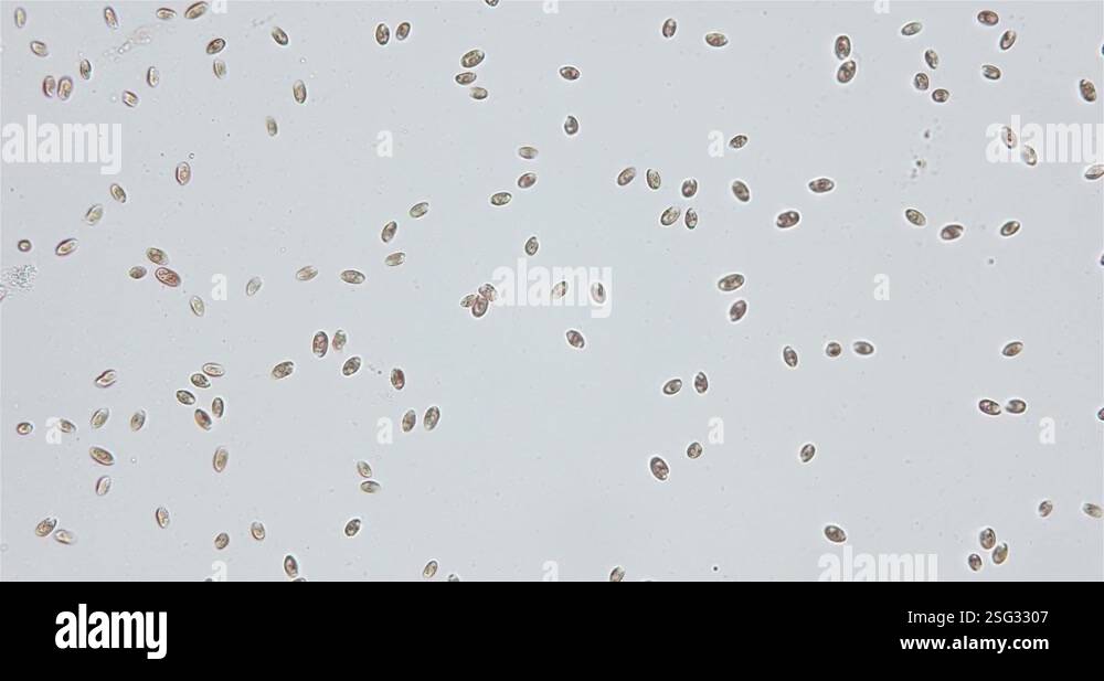 Algae Rhinomonas sp. under the microscope, phylum Cryptophyta, family ...