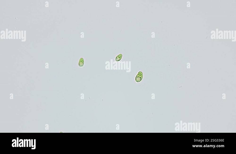 Unicellular algae Dunaliella salina under the microscope, Chlorophyta phylum Stock Video Footage ...