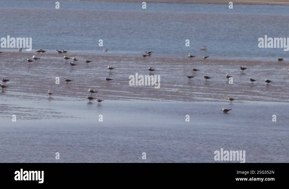 Saltwater river at low tide with a flock of birds, seagulls feeding in ...