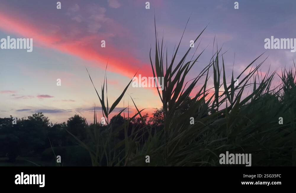low angle view of a sunset or sunrise through pond reeds Stock Video ...
