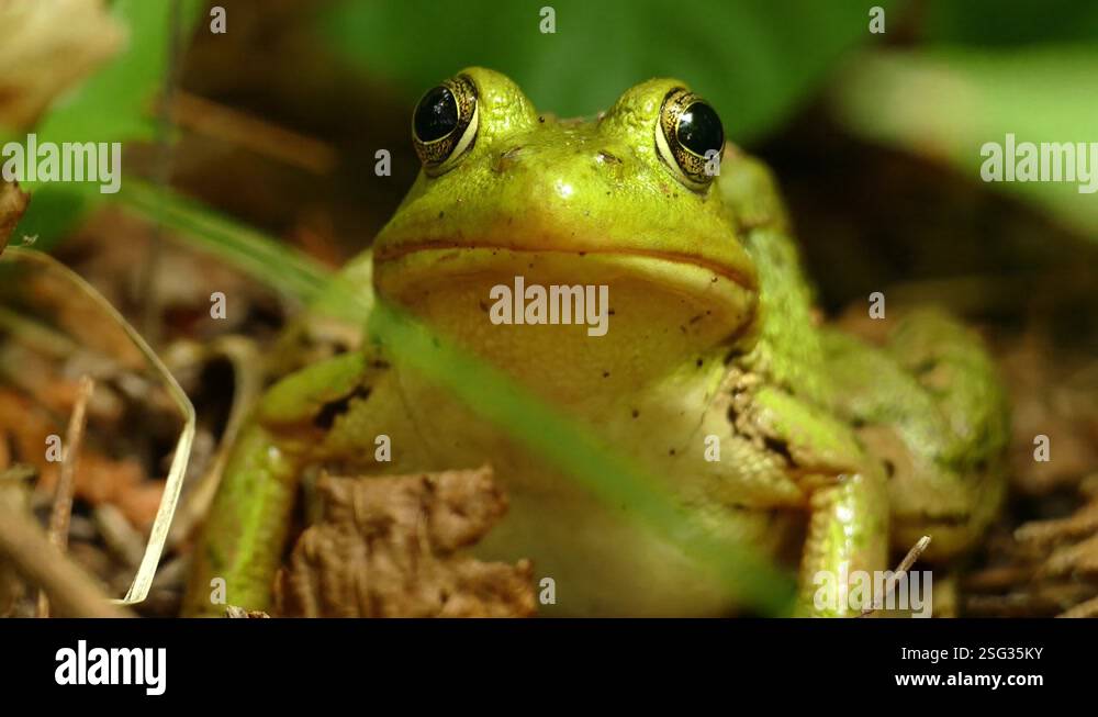 A close up of a bullfrog breathing by convulsing movement of its throat ...