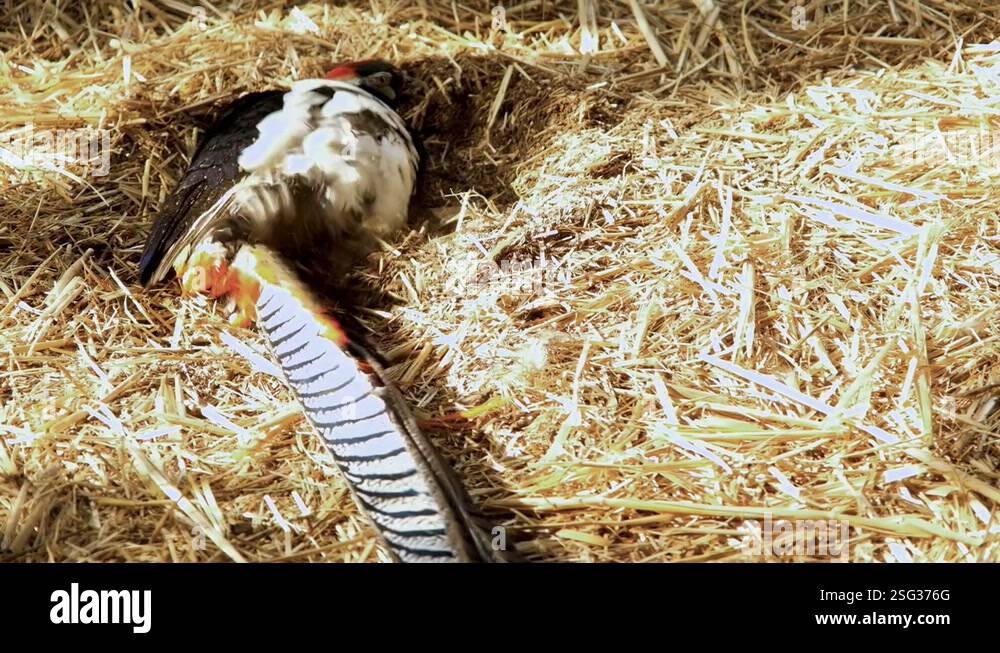 Golden pheasant taking a dust bath, curious bird behavior; close up ...