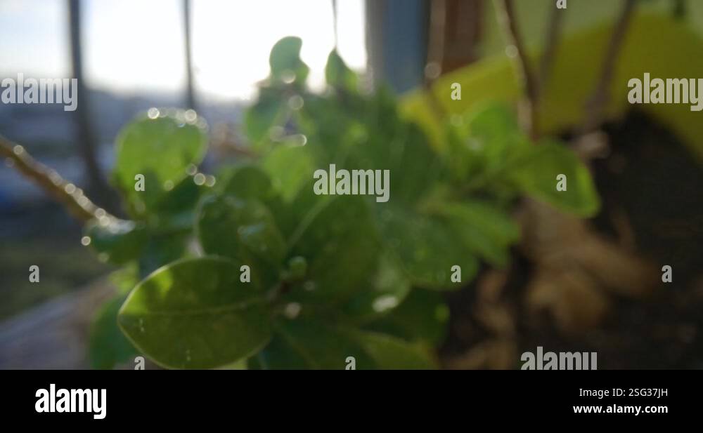 Green Wet Leaves Foliage, Close Up Dolly Probe Lens View Between Plant ...