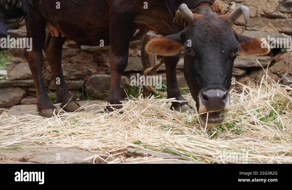Cow eats hay. Cow feeding on the farm. Rural life. Organic cattle ...