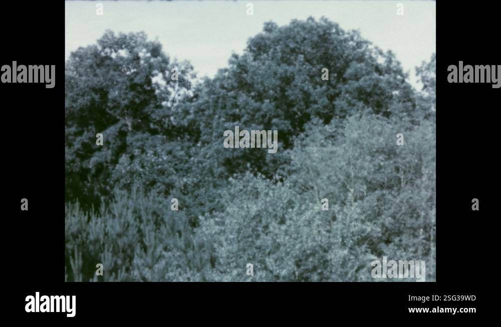 1960s: Thick forest canopy. Small pond Stock Video Footage - Alamy