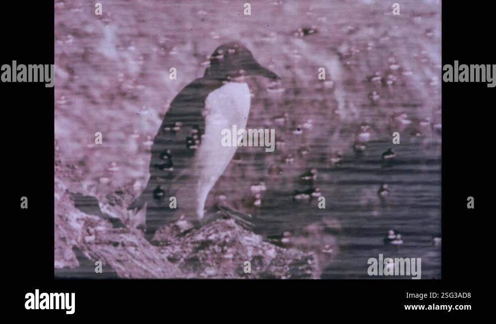 1960s: Bird standing on the rocks. Large flock of Common Puffin ...