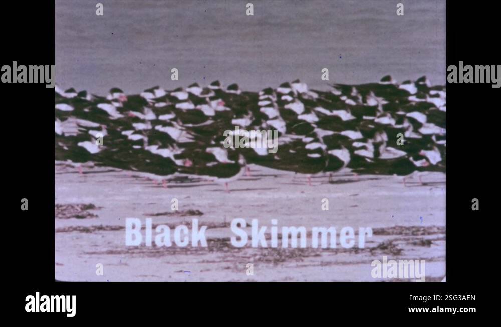1960s: Large flock of Black Skimmer standing on the beach. Black ...