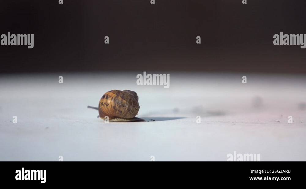 Snail comes out of its shell and moves away across garden table time ...