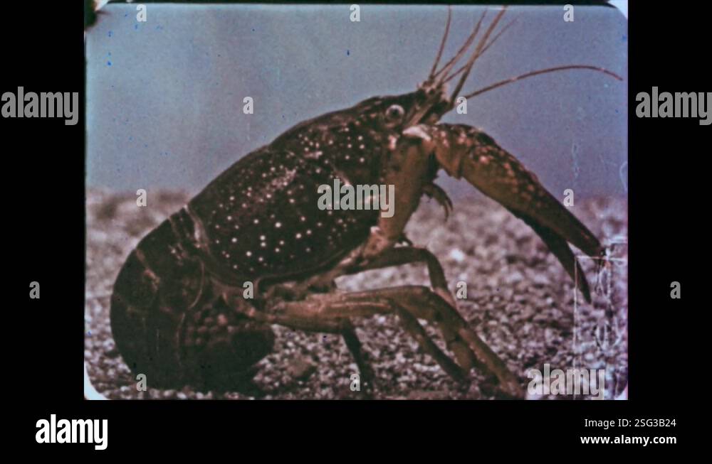 1960s: Eggs in the tail of the female crayfish. Crayfish waving it's ...