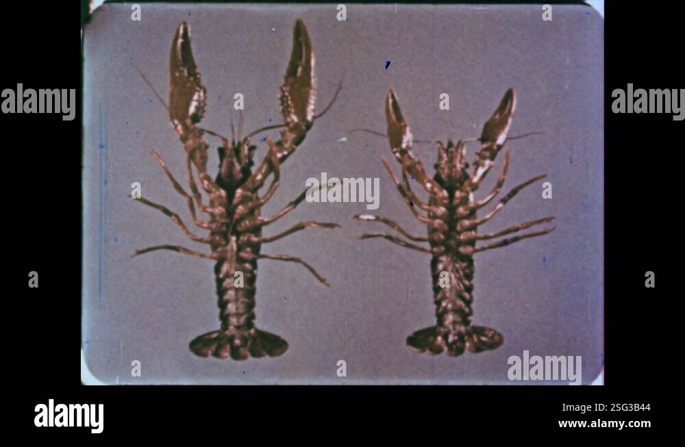 1960s: Male and female crayfish compared side by side. Two crayfish ...