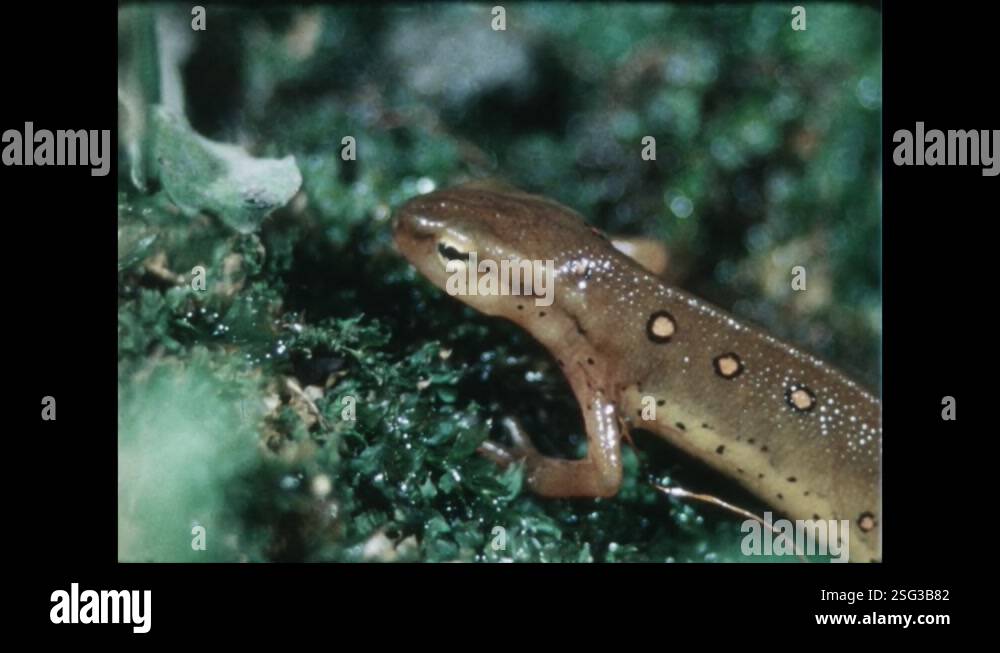 1970s: Salamander on an old log. Salamander on a rock, frogs standing ...