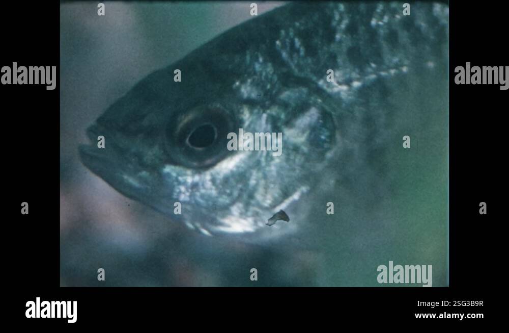 1970s: Salamander at the edge of a log. Fish calmly floating. Fish ...