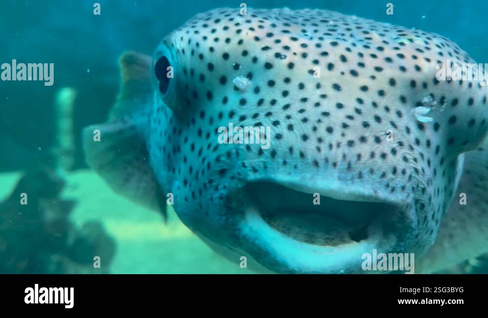 Blow fish or Baiacu swming inside a water tank Stock Video Footage - Alamy