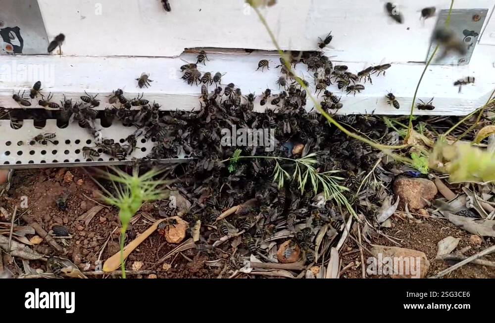 A Close-up shot shows a group of bees entering a bee house. Bee family ...