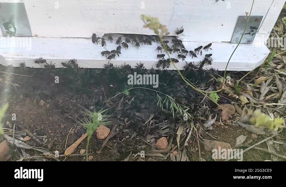 A Close-up shot shows a group of bees entering a bee house. Bee family ...