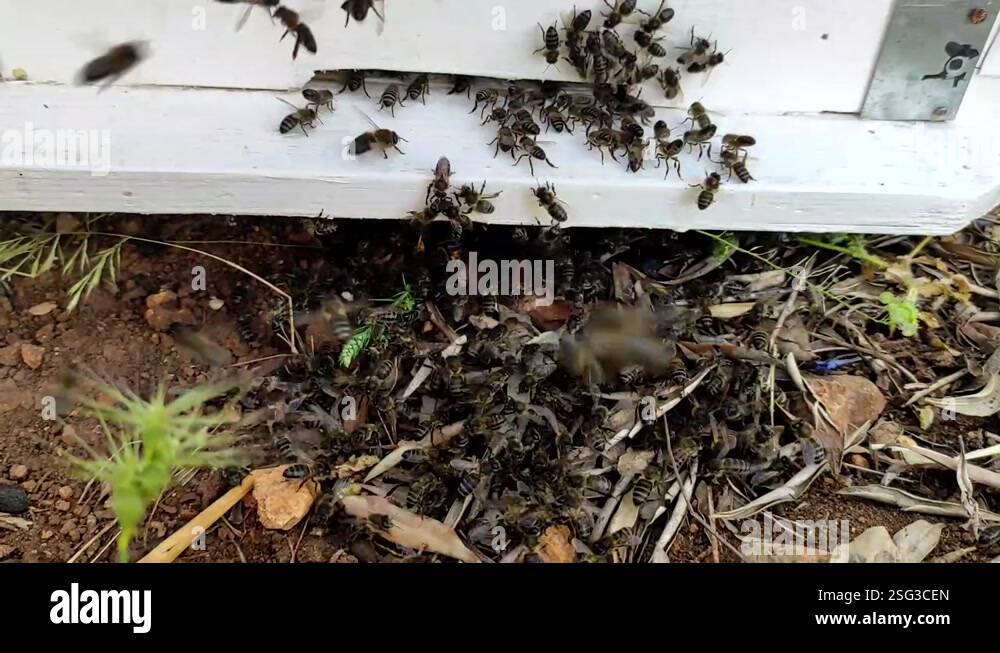 A Close-up shot shows a group of bees entering a bee house. Bee family ...