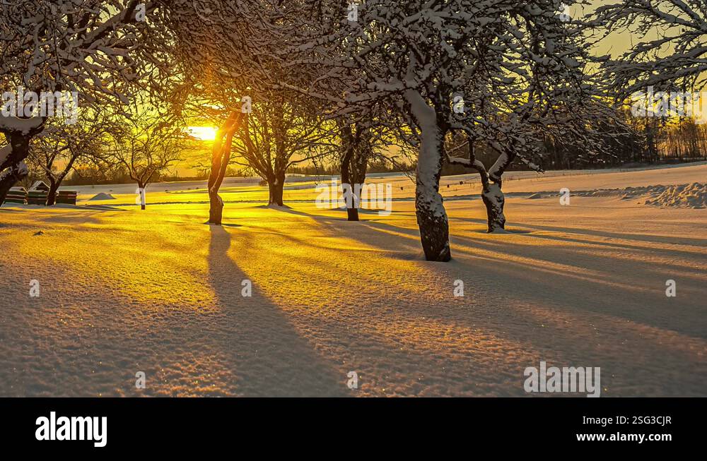 Static view of snow covered trees and white ground with the view of ...