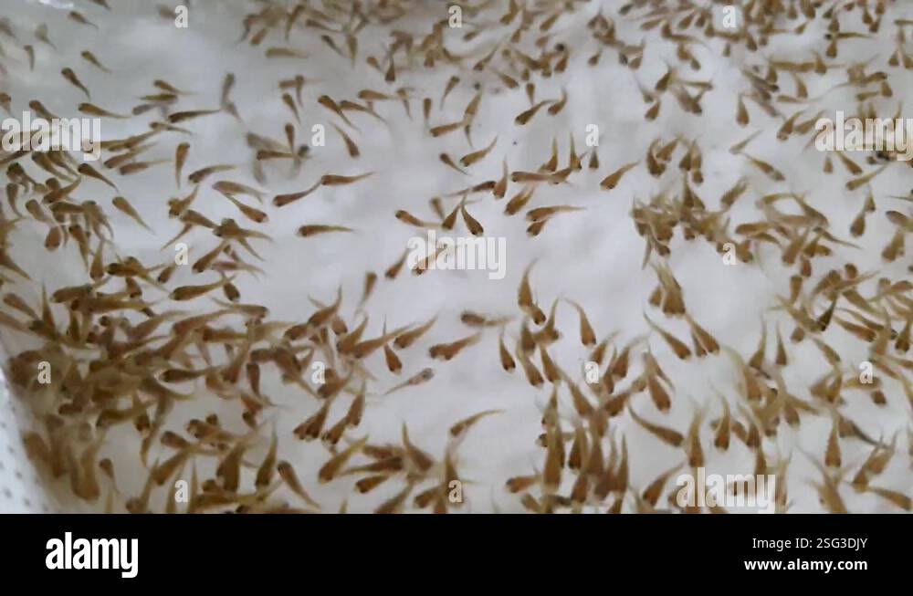 Cichlid tilapia fry fish swimming in an incubator tank setup at fish ...