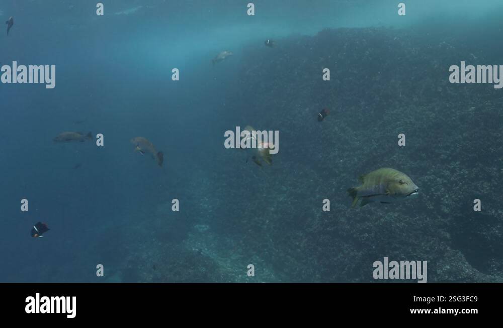 Pargo fish Stock Videos & Footage - HD and 4K Video Clips - Alamy