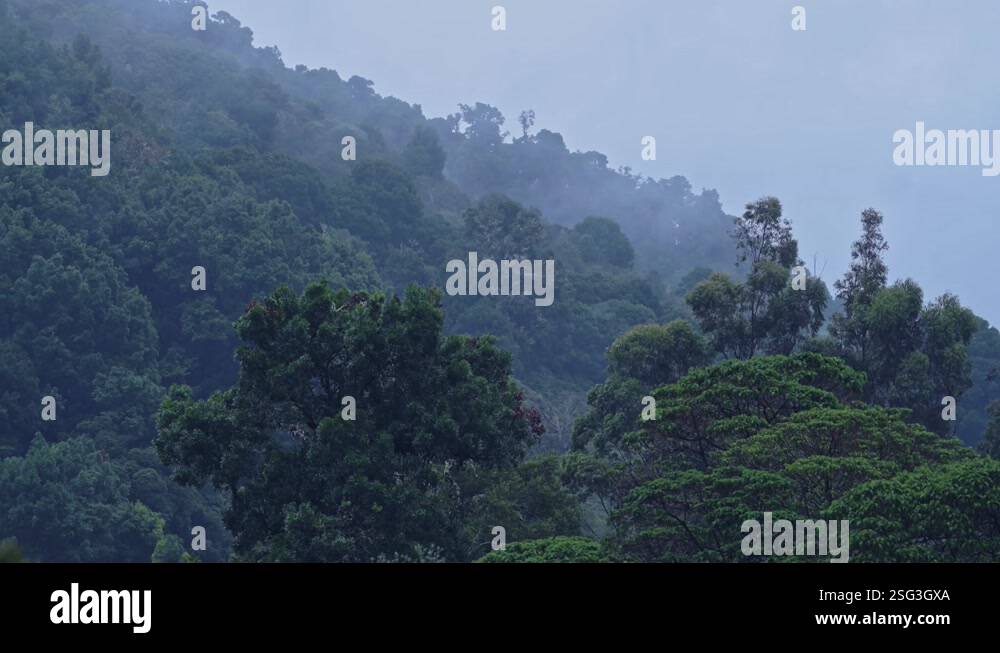 Heavy Rain in Rainforest with Trees, Raining in Rainy Season in a ...