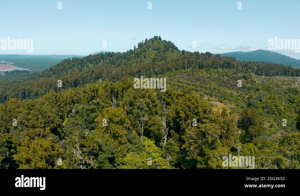 Indigenous native flora vegetation Stock Videos & Footage - HD and 4K ...