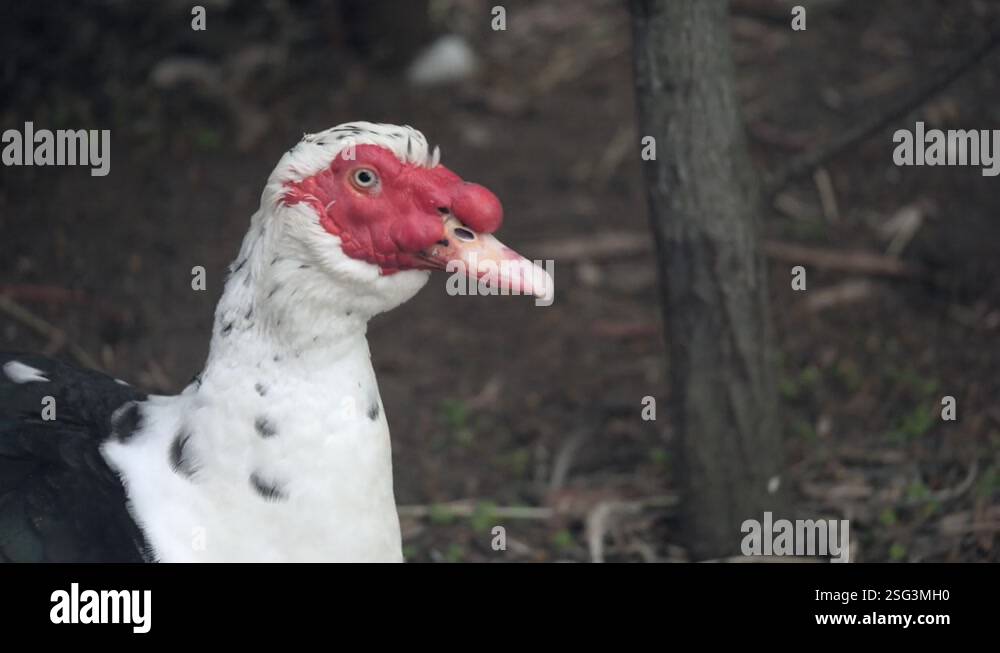 Duck with red head Stock Videos & Footage - HD and 4K Video Clips - Alamy