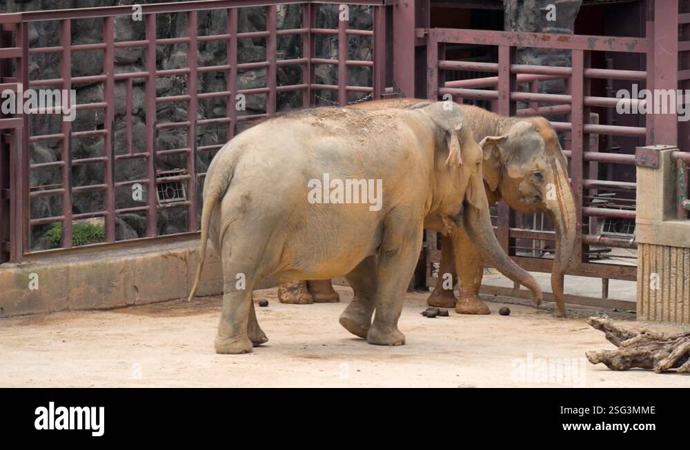 Pair Of Endangered Asian Elephants Standing Inside Their Open Enclosure ...