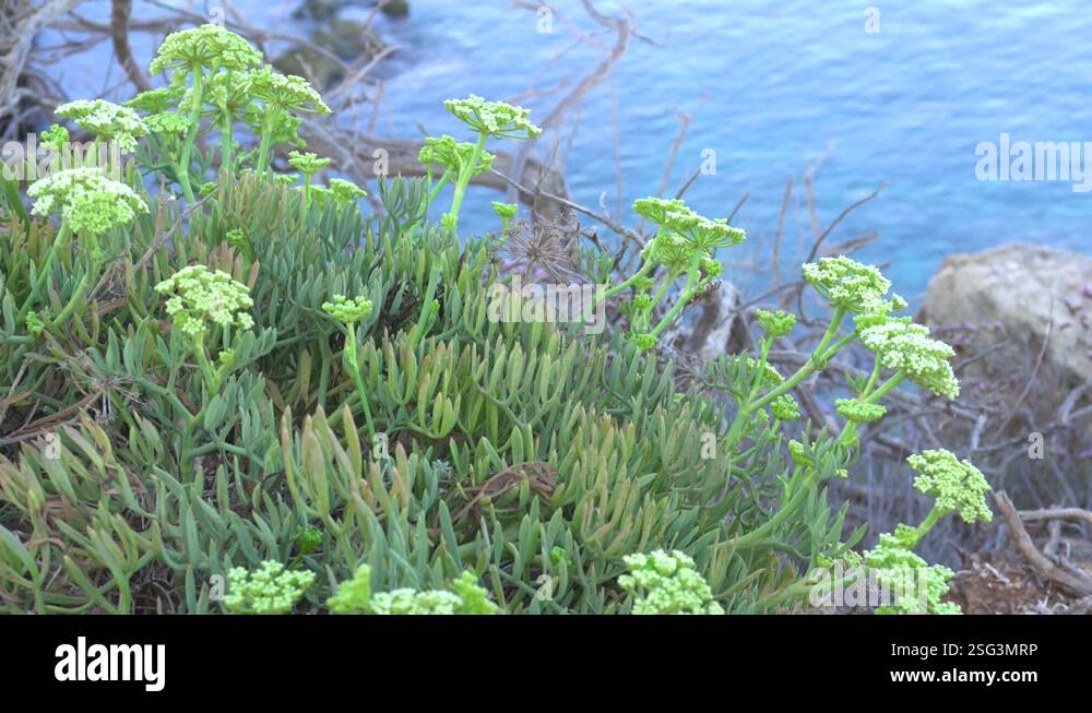 A Crithmum maritimum bush in the foreground, calm sea rippling in the ...