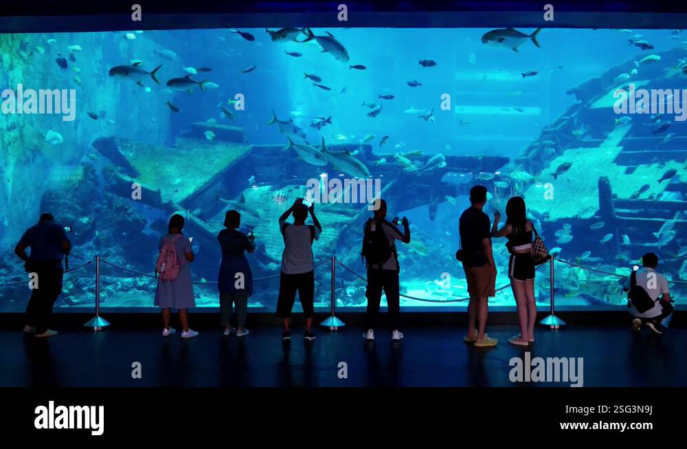 Diversity of fish Stock Videos & Footage - HD and 4K Video Clips - Alamy