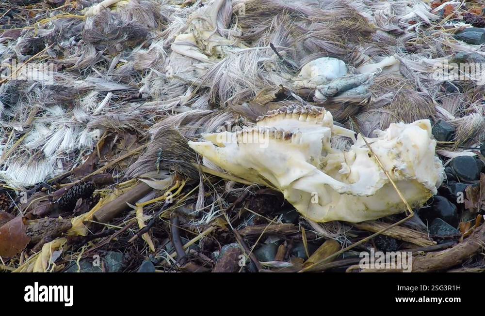 The skull, fur, and remains of a dead deer on Kodiak Island Alaska ...