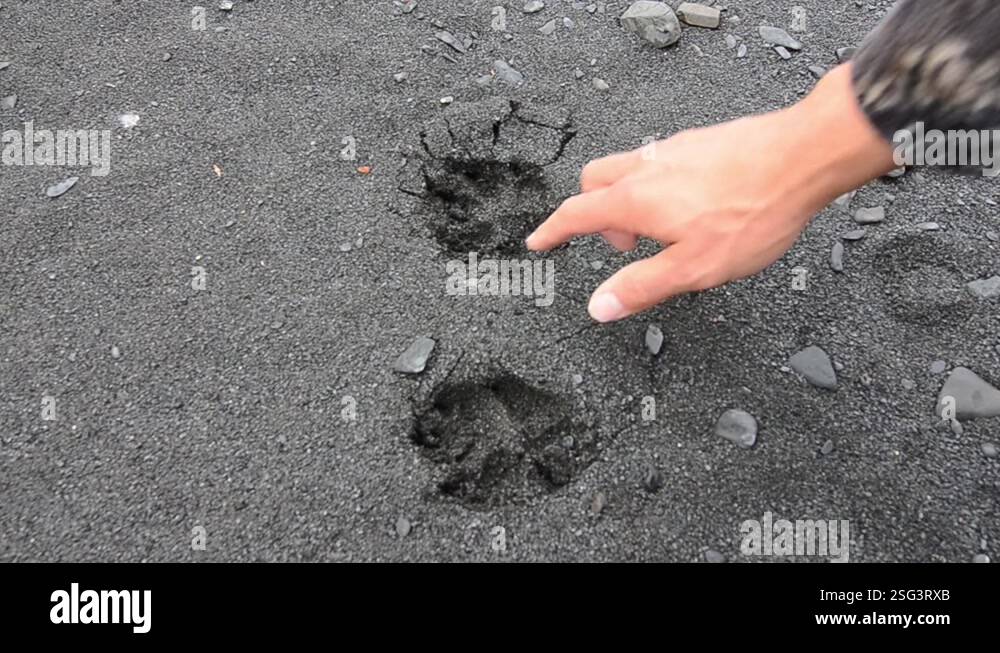 Fresh tracks from a red fox along a trail in the wilderness of Kodiak ...
