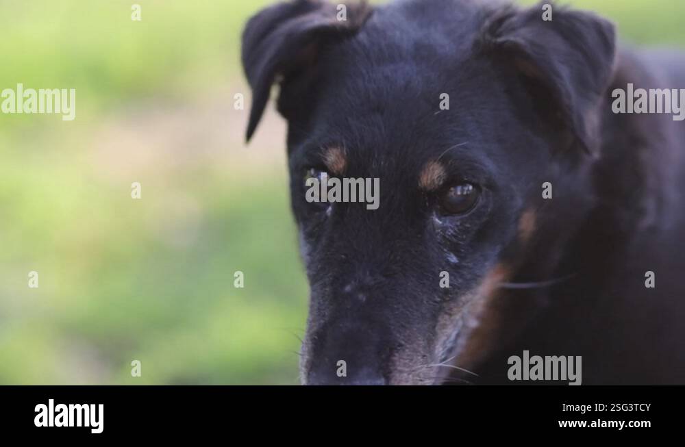 old sick dog yagd terrier shaking, muscle tremor. The dog suffers Stock ...