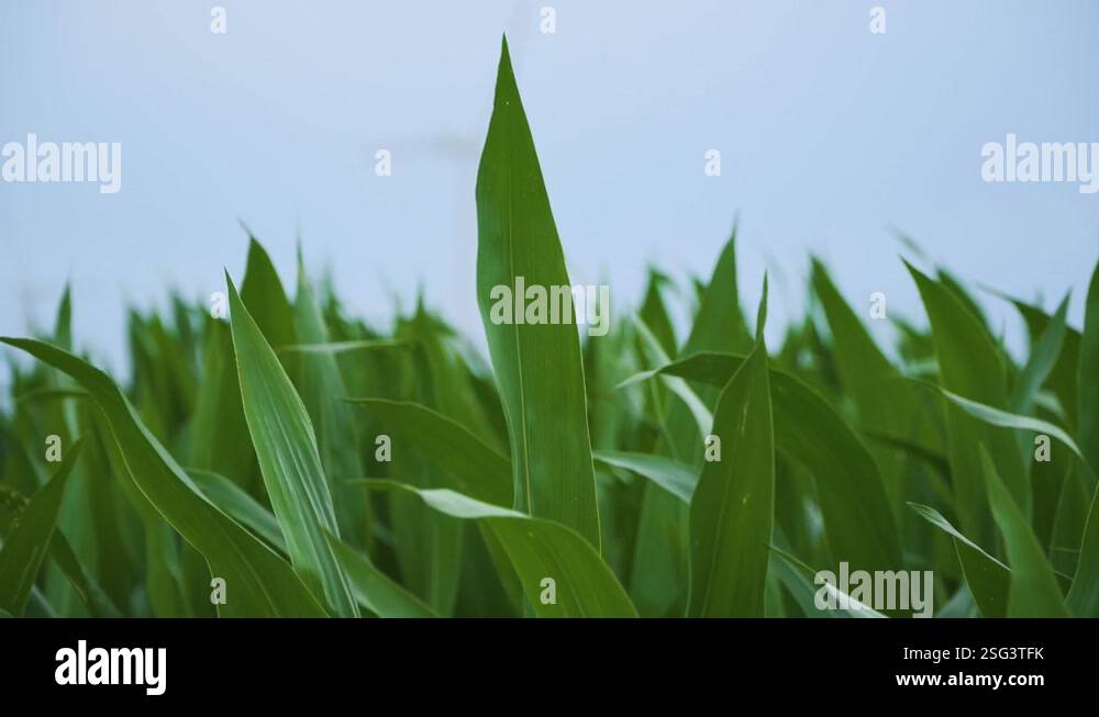 Leaves of corn at cloudy day. Maize plantation Stock Video Footage - Alamy