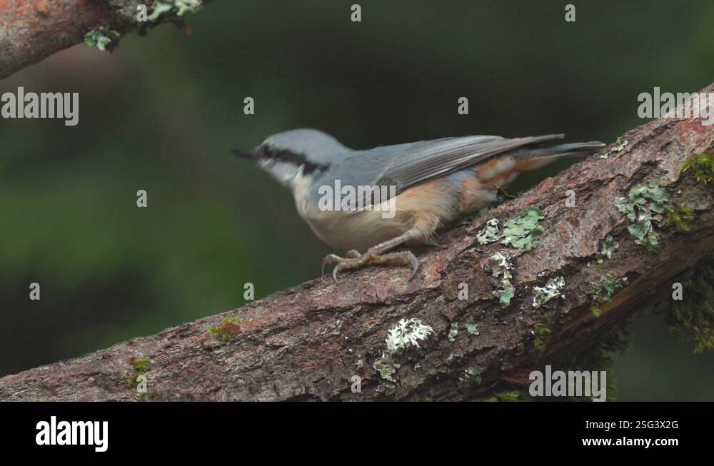 eurasian nuthatch bird watch alert hide behind branch natural world ...