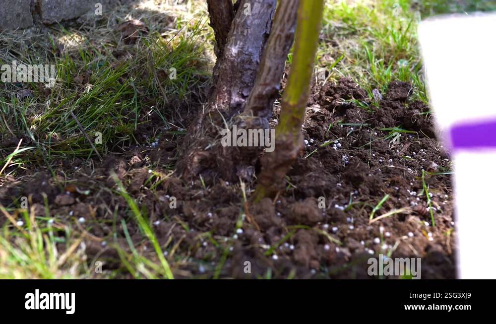 Process of fertilizing plants for better growing, adding granulated ...